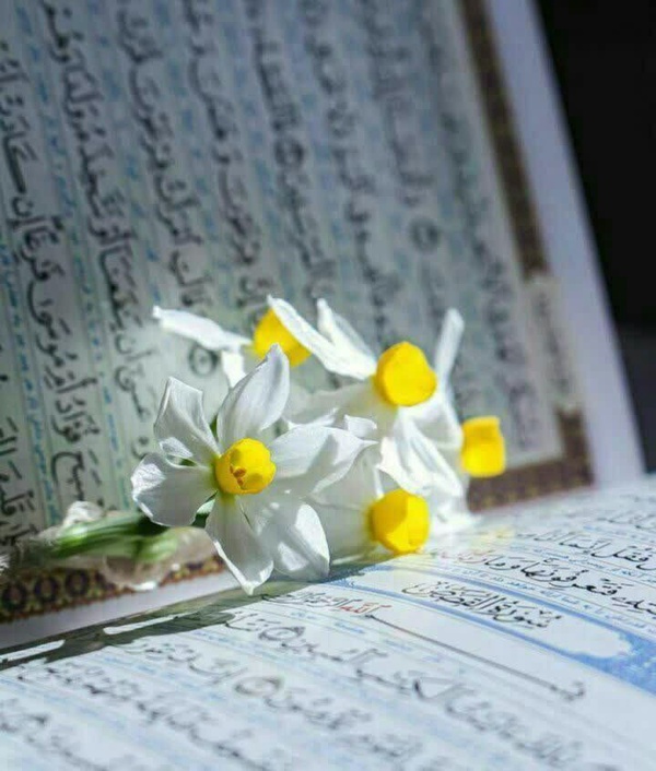 Hedyeh🦋 (@Hedyeh_B) | Virasty