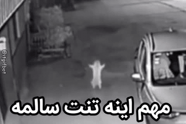 توجی فوشیگورو (@FOSHIGORO_TOJI) | Virasty